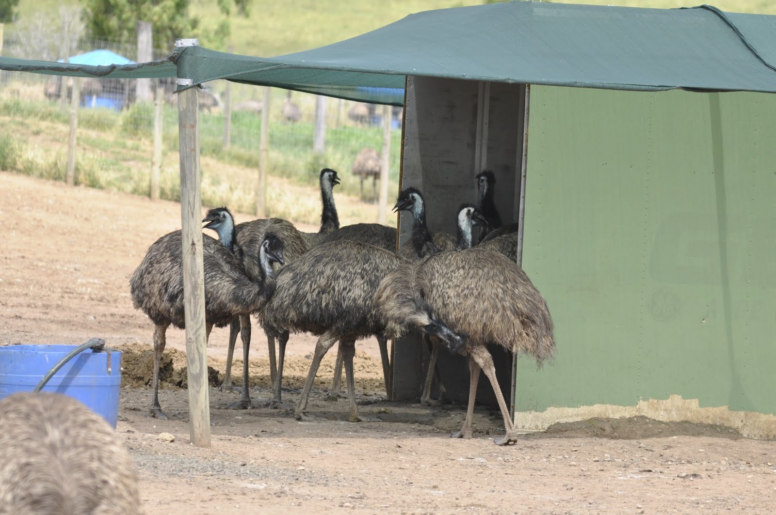 Arthur Stace: EMU FARMS