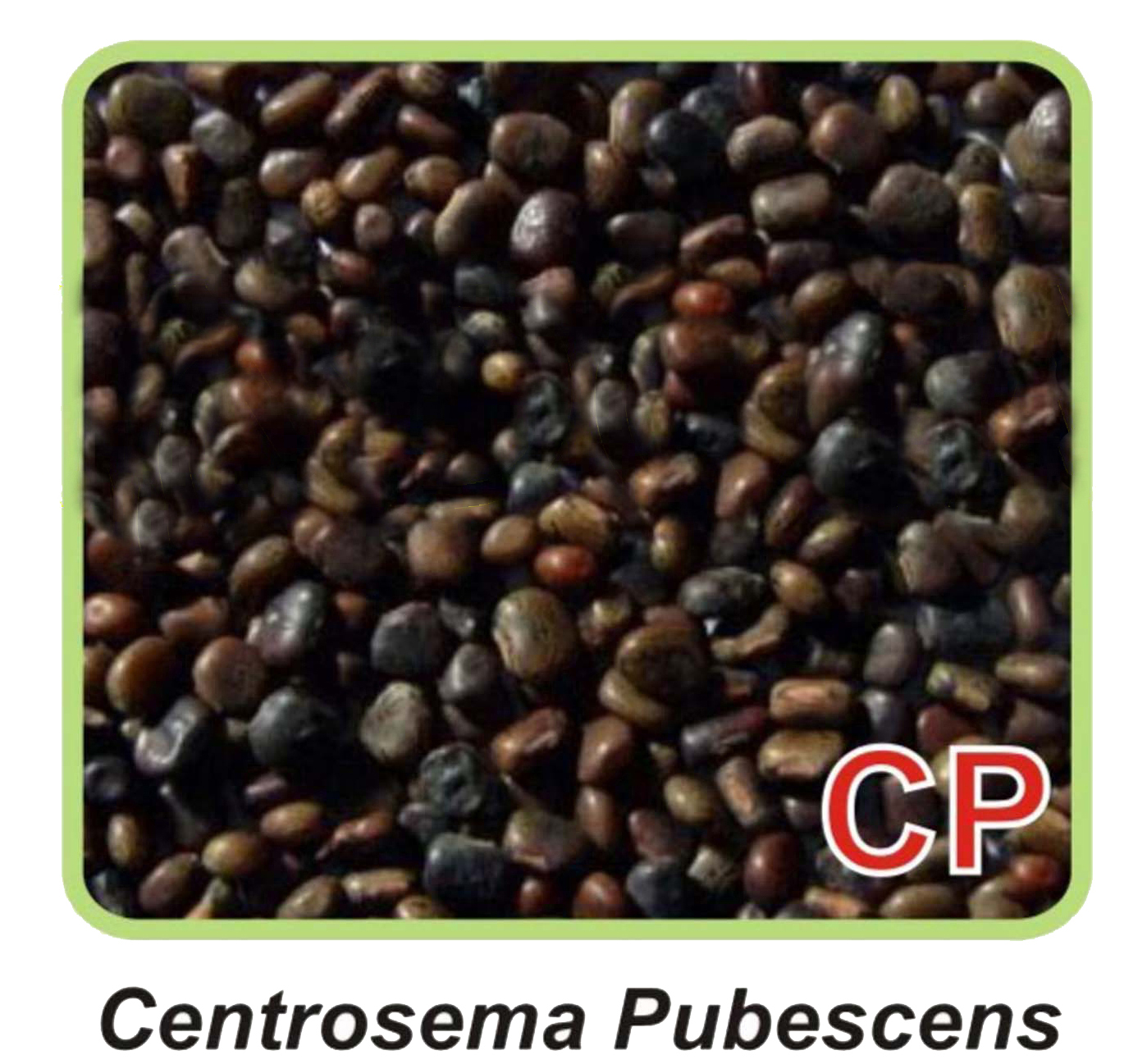 Centrosema Pubescens | PT. Barokah Kaltim Makmur