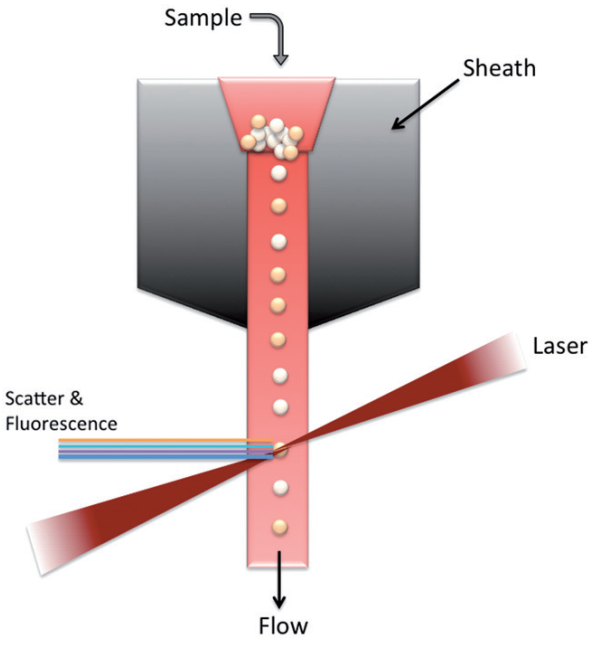 KỸ THUẬT FLOW CYTOMETRY - PHẦN 1 - CÔNG TY TNHH HAMESCO VIỆT NAM