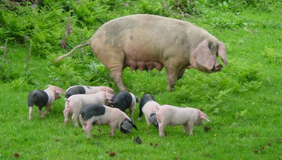 El Cerdo (II) | Territorio Gastronómico