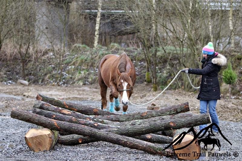Buckaroo Leather Horse Tack, Use, Care and Maintenance: Mark Bolender ...