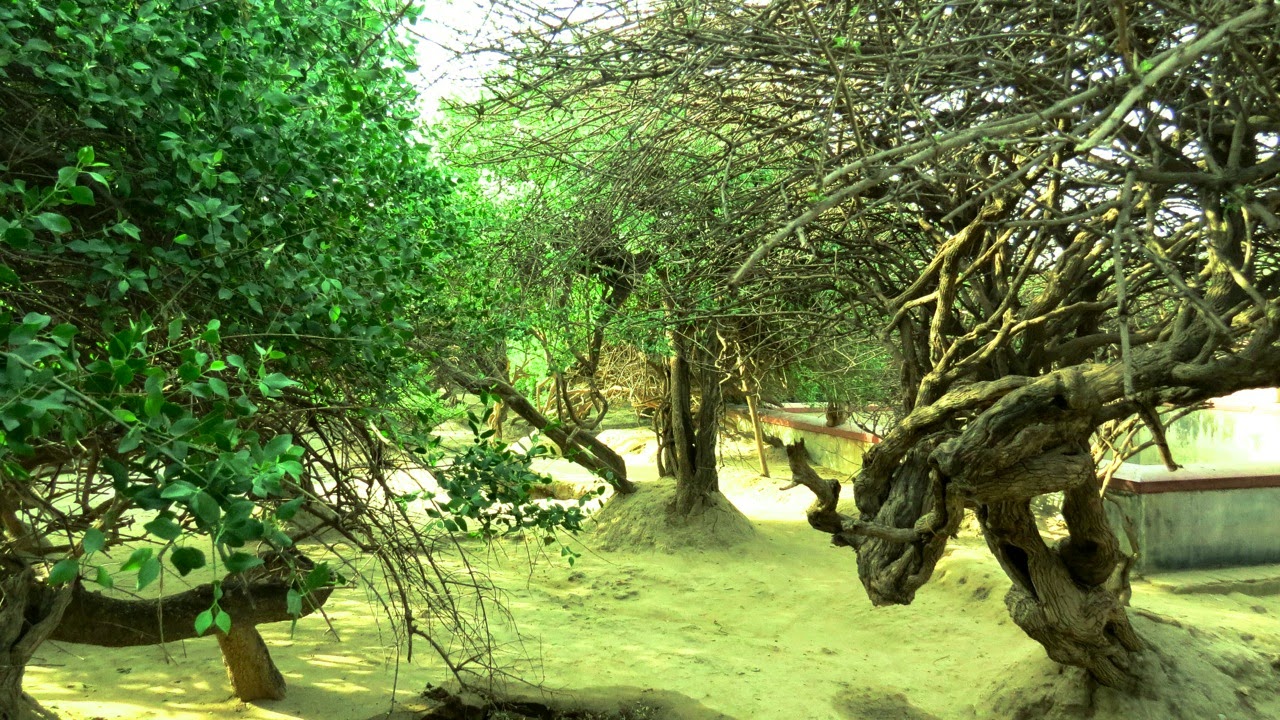 STILL LIFE: Vrindavan - where Krishna's love flowered....