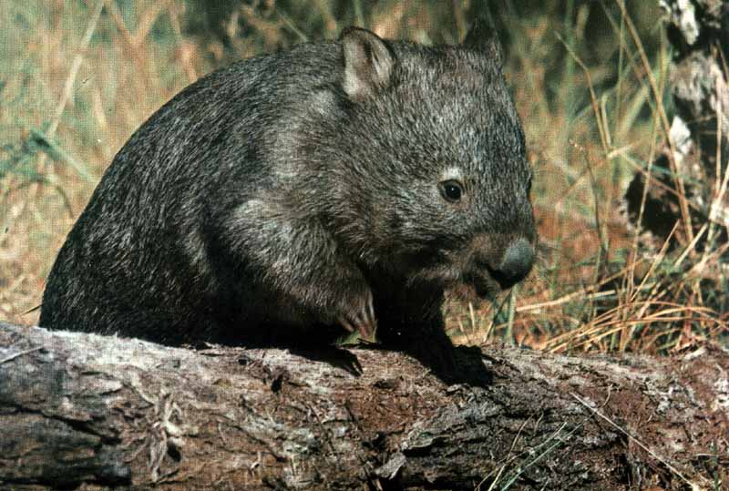 LA NATURALEZA EN CASA: Wombat común (Vombatus ursinus)