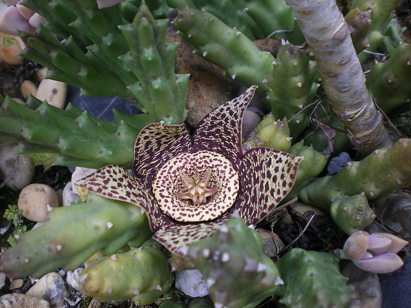 HORTA À PORTA: STAPELIA ( Flor Estrela, Estapélia )