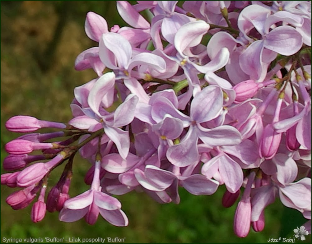 Plant Gallery - Encyklopedia Roślin: Syringa 'Buffon' - Lilak 'Buffon'