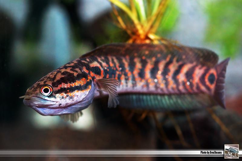 Mahamaya Hiko: Channa Asiatica , profil dan cara pemeliharaan