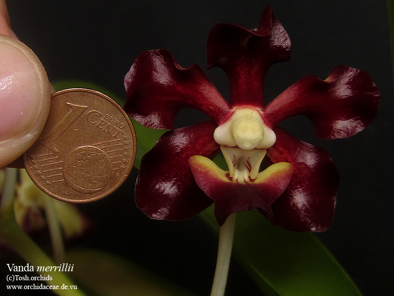 Orchidaceae: Vanda merrillii