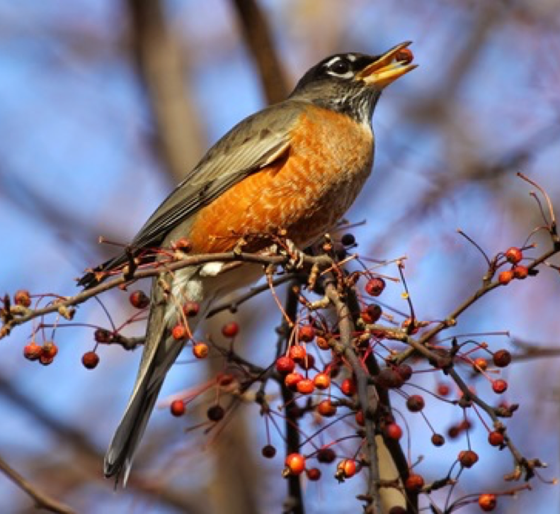 Climate change research in partnership with Thoreau: Herbarium ...