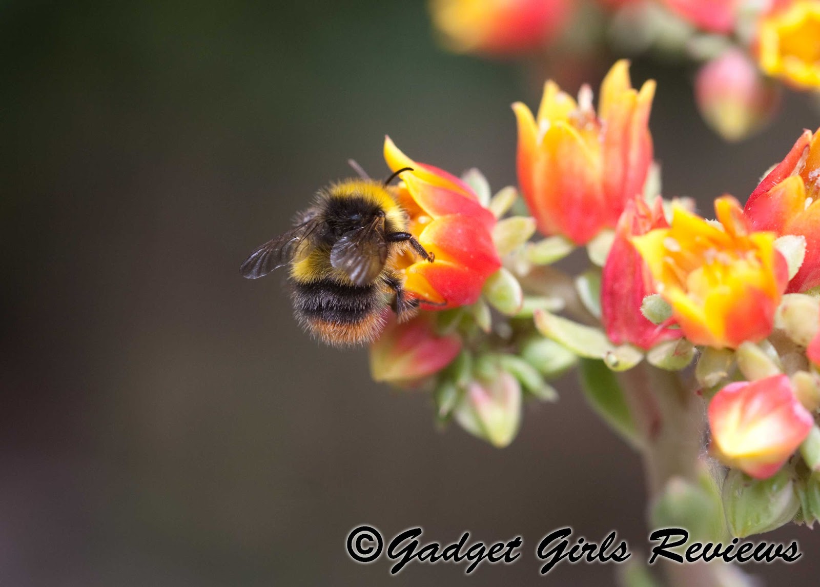 The NEW Wimberley Plamp 2, Plamp G and Plamp Extension, Chatty video ...