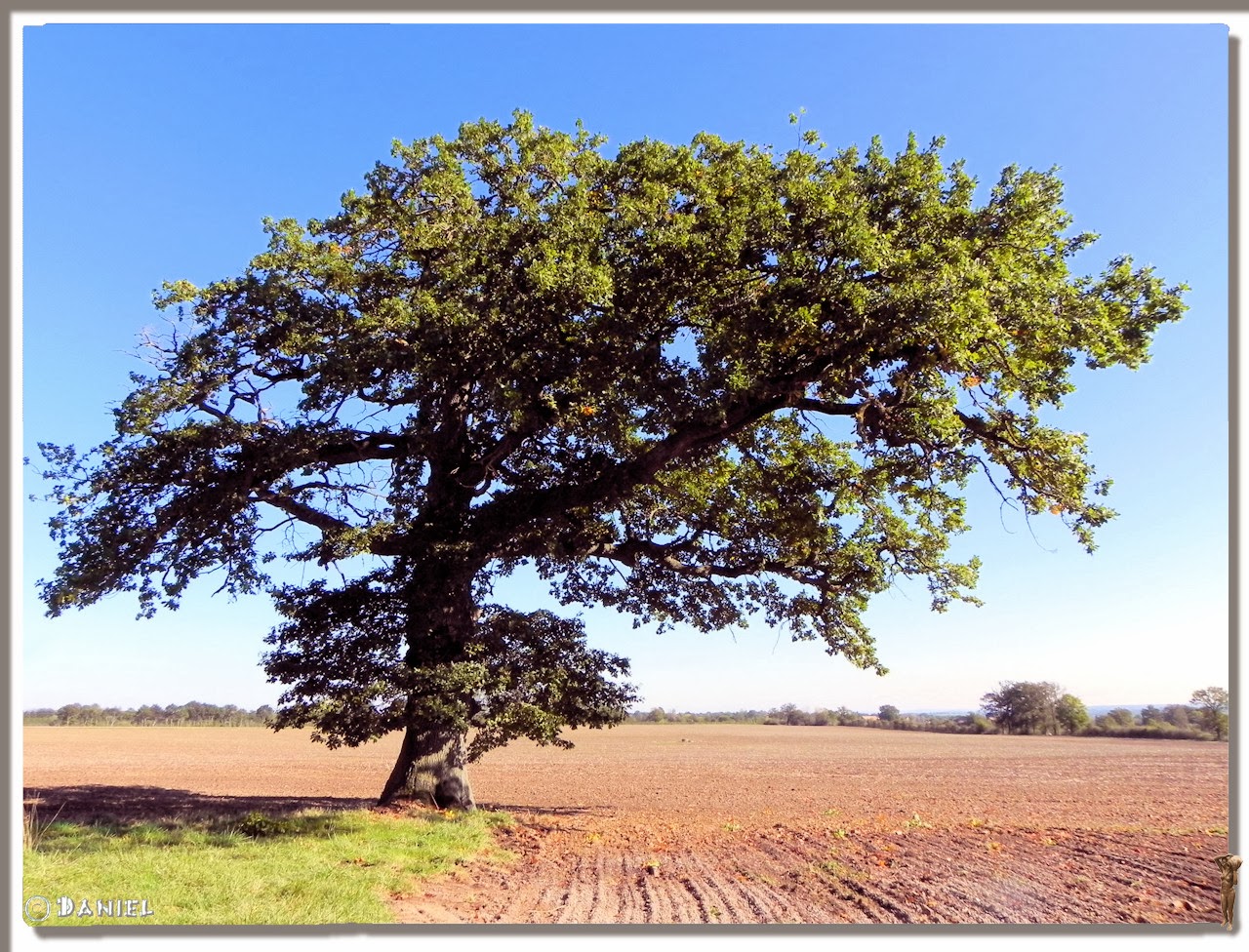 Photos Daniel: Arbre