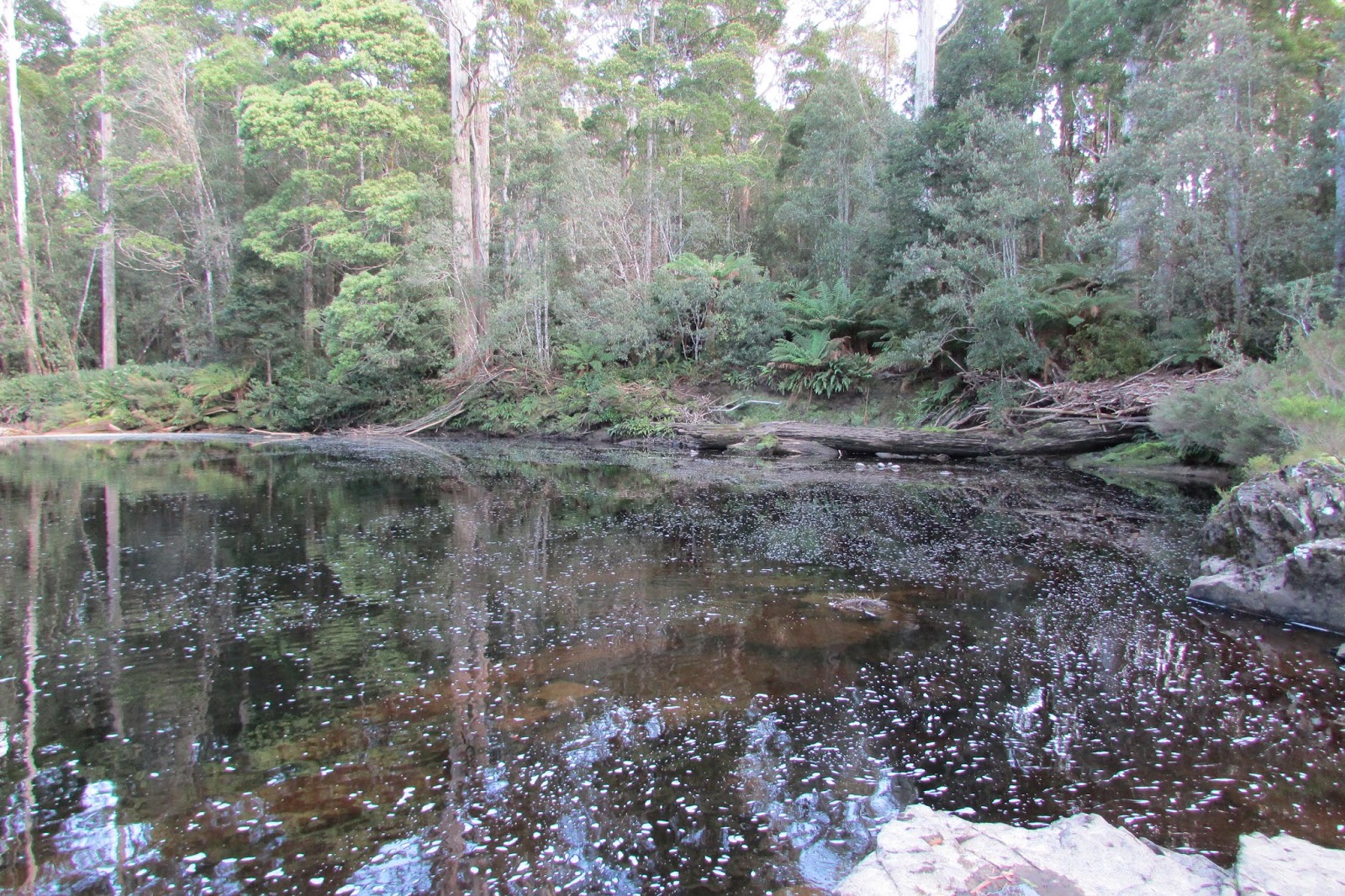 Weld River | Hiking South East Tasmania