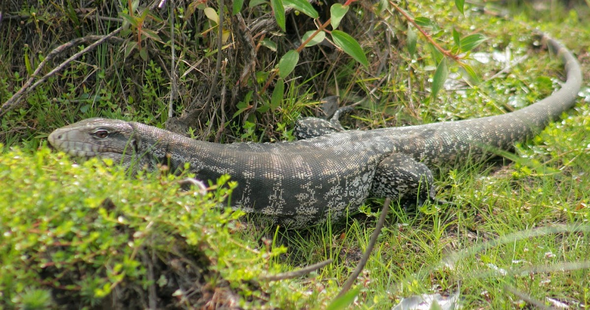 Caliandra do Cerrado: Lagarto Teiú no Cerrado