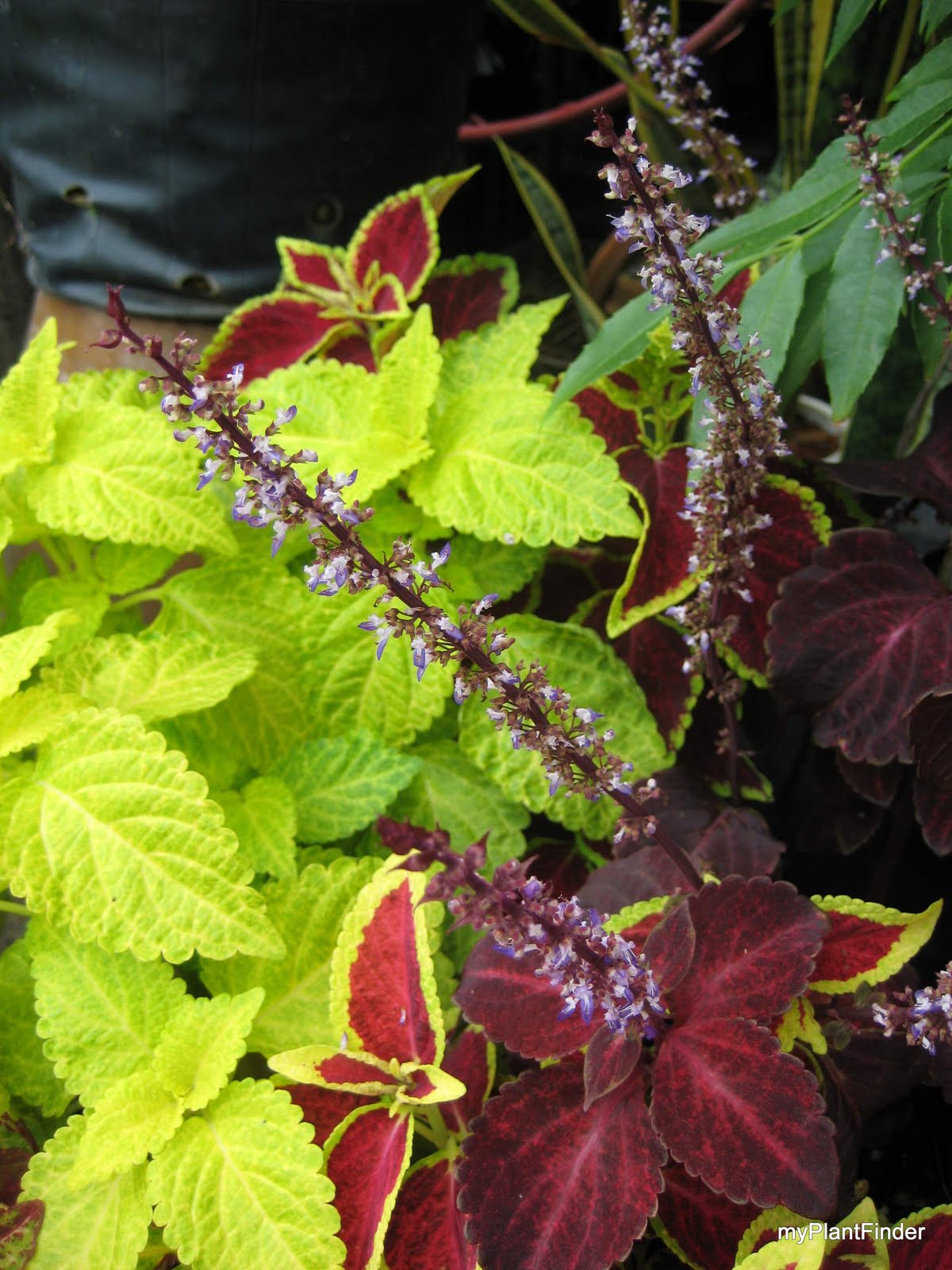 MY PLANT FINDER | Plant Guide: Solenostemon scutellarioides