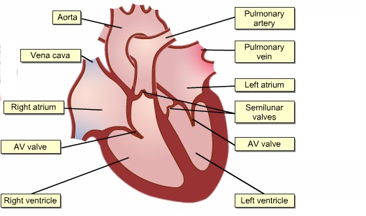 BIOLOGY FORM 6: Transport In Animals