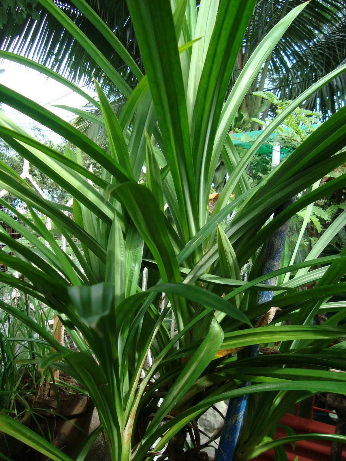 Living with Nature - School on Blog by Dr. Abercio V. Rotor: Condiments ...