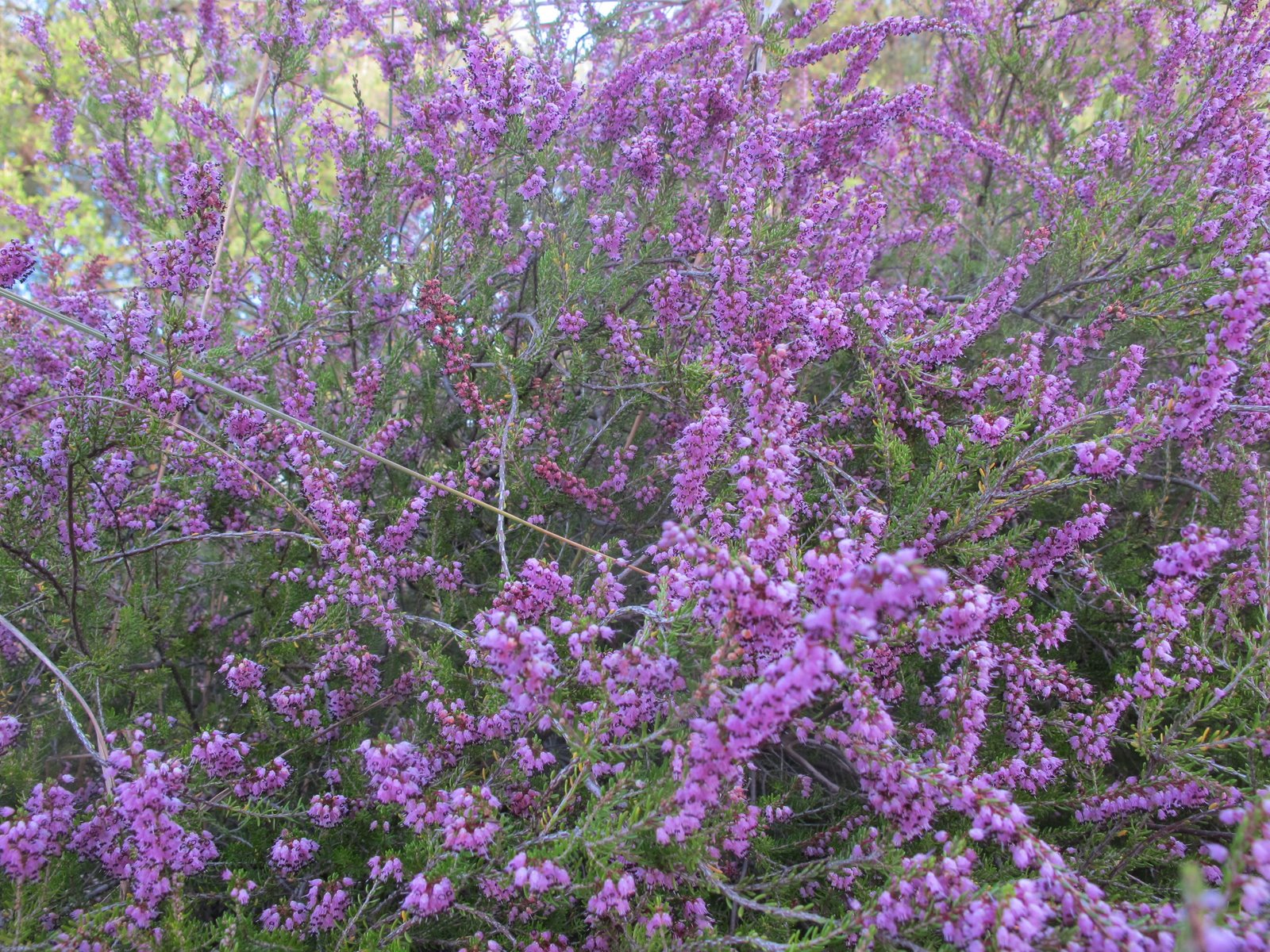 FLORA NEL SALENTO e.. anche altrove: Erica forskalii Vitm. = E ...
