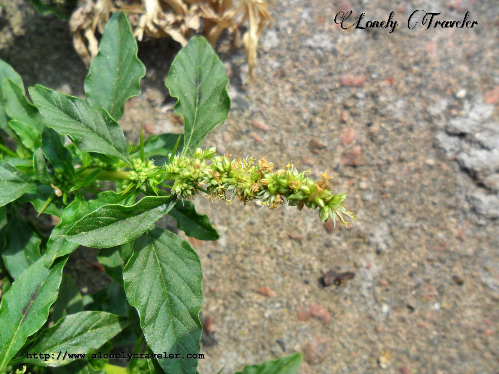 Thorny amaranth - Amaranthus spinosus