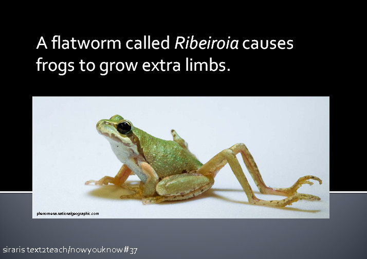 sirarism: the act of being sirarised: six legged frog