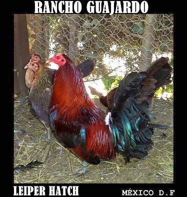 GAME FARM RANCHO GUAJARDO GRANJA DE GALLOS DE PELEA FINOS PARA LA PELEA ...