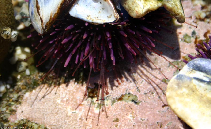 The Natural History of Bodega Head: Tubercles and tube feet