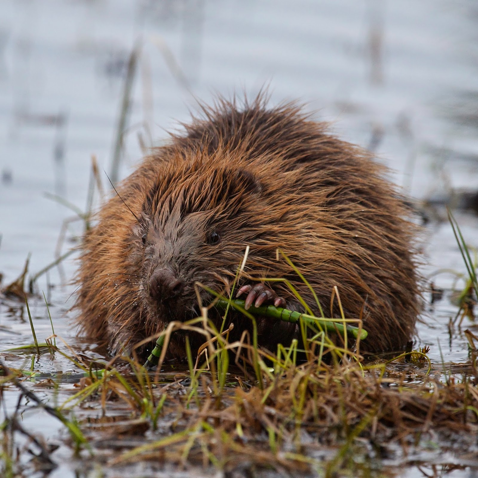 Naturfoto Einar Hugnes: Bever ved Baklidammen i Bymarka
