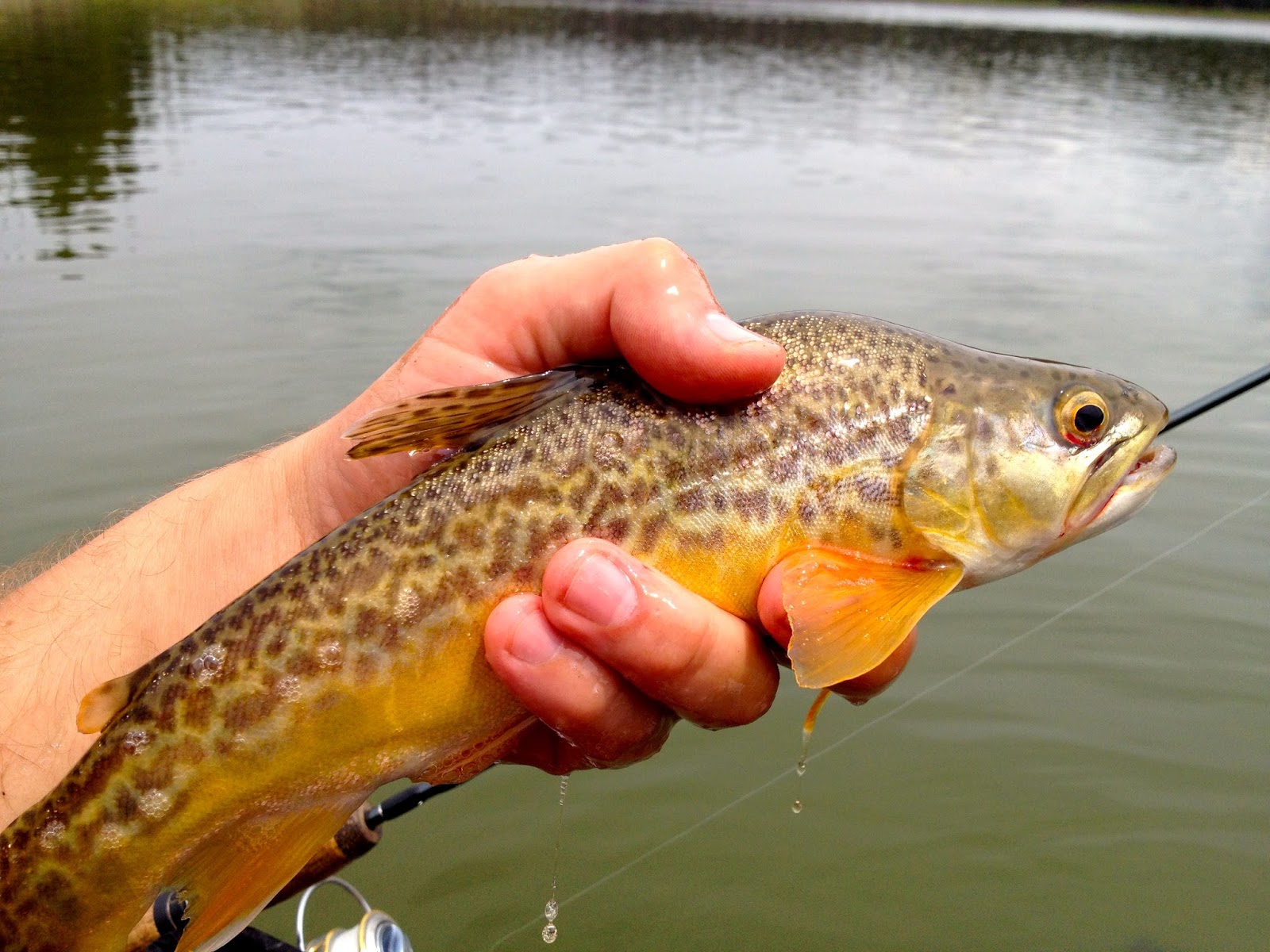 Troutings: Tiger trout in Colorado!