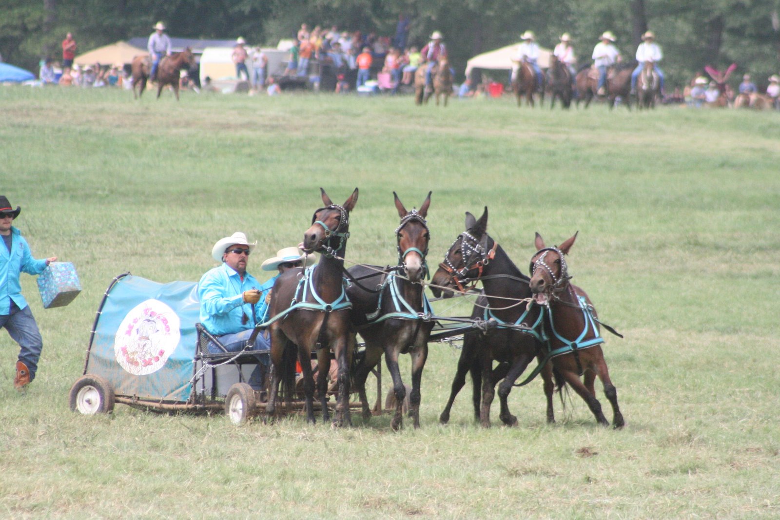 PairADice Mules: National Championship Chuckwagon Races 4Up Mules