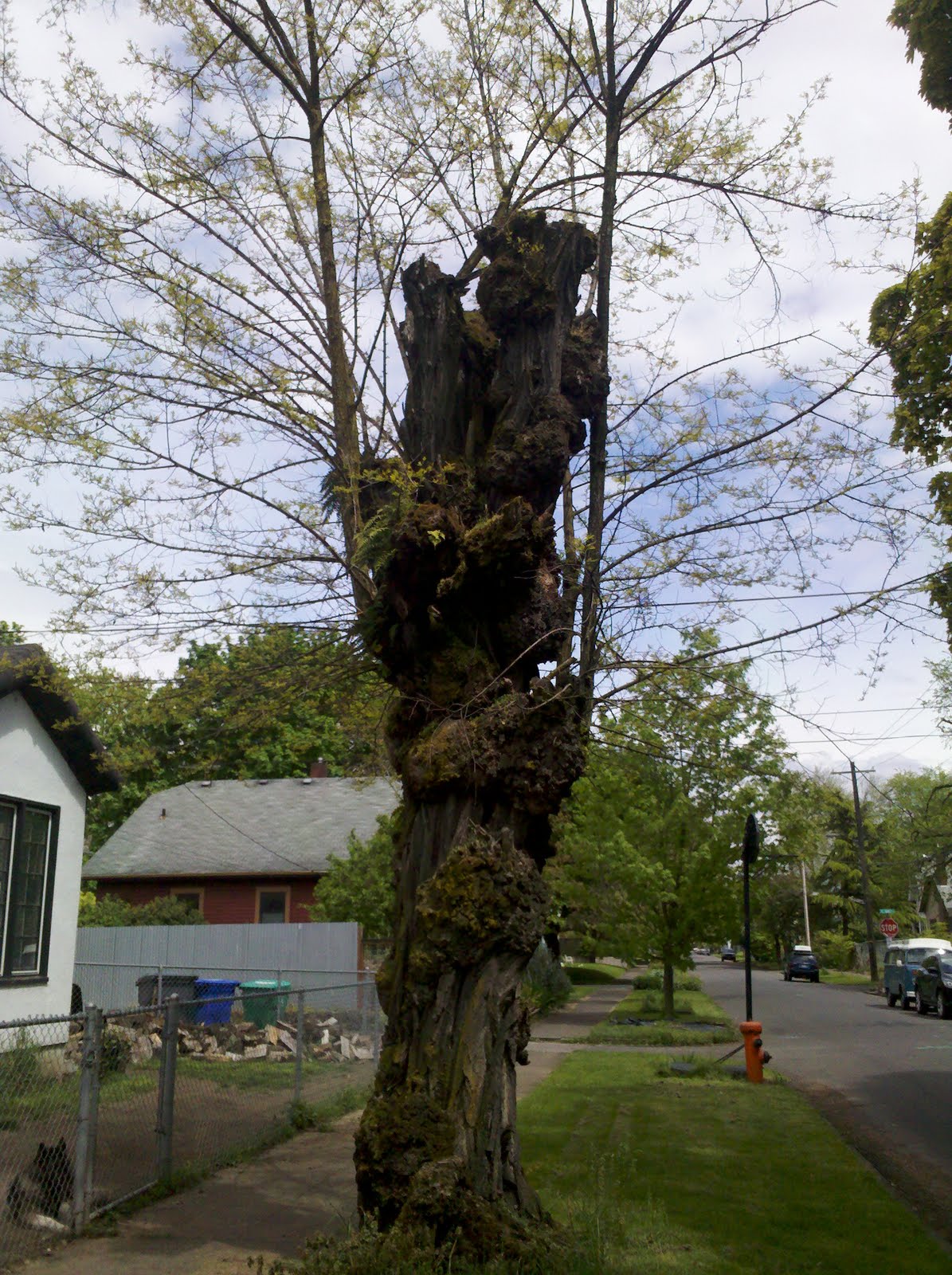 Tree Issues in NE Portland: Tree #10: A Hot Mess!