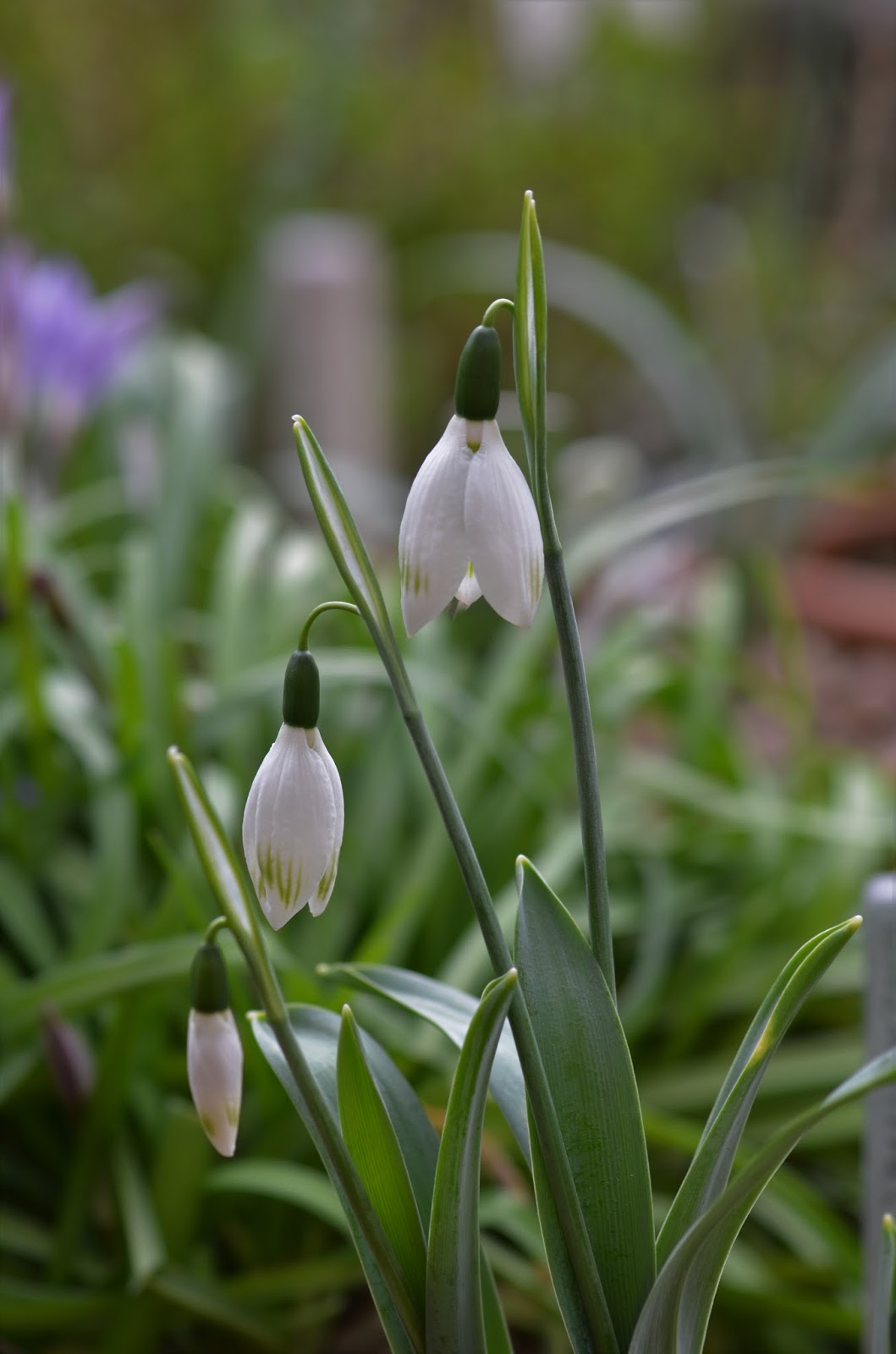 Galanthus : Galanthus 'Galatea' & 'Glenchantress'