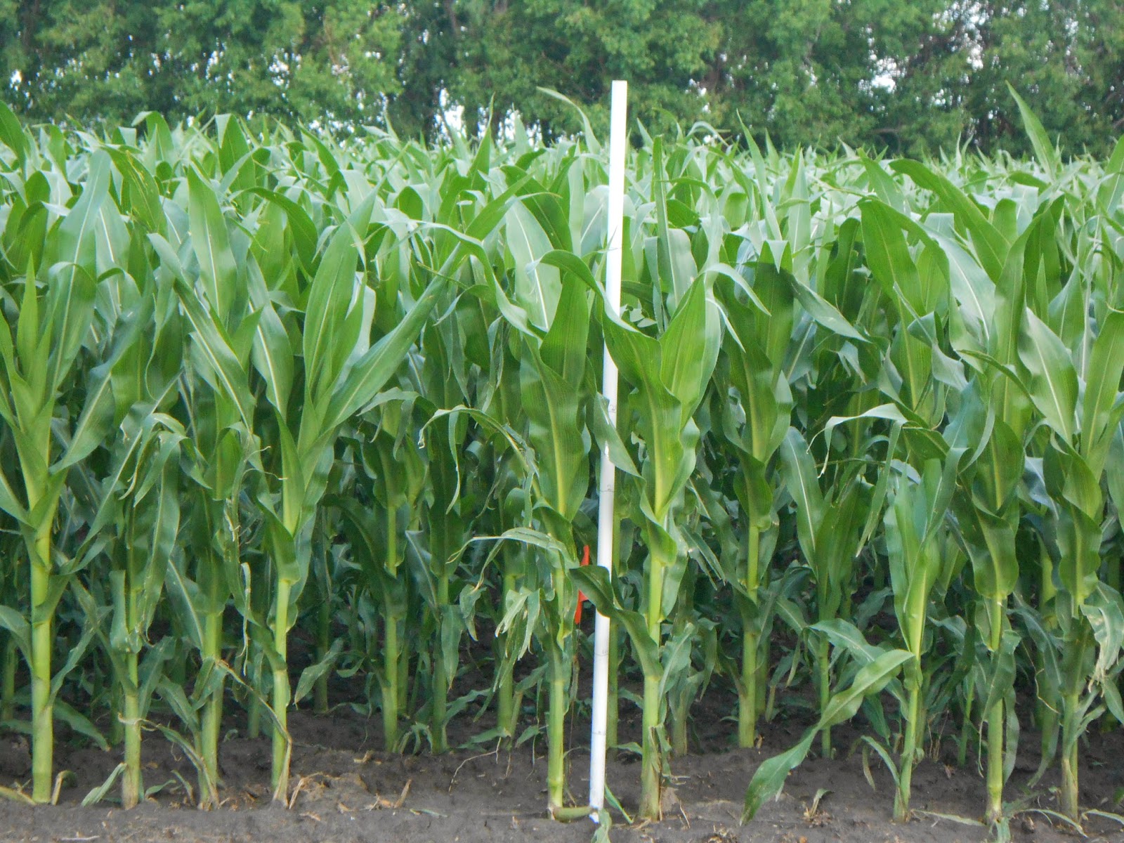 Nebraska Corn Kernels: 54% of Nebraska's Corn Crop ranks "Good"