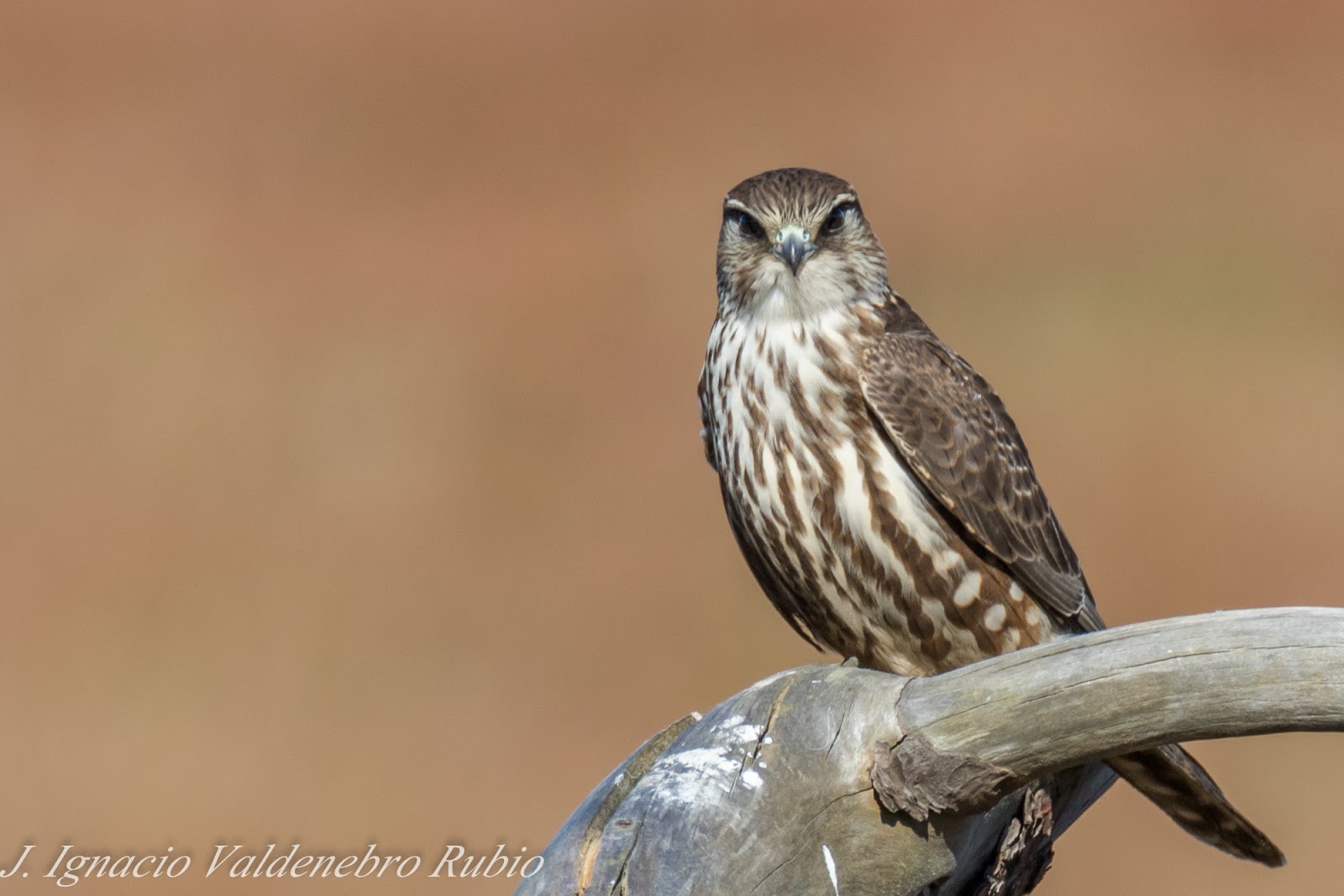 DocNatureBlog: El halcón más pequeño de Europa en Cabo Peñas. Esmerejón ...