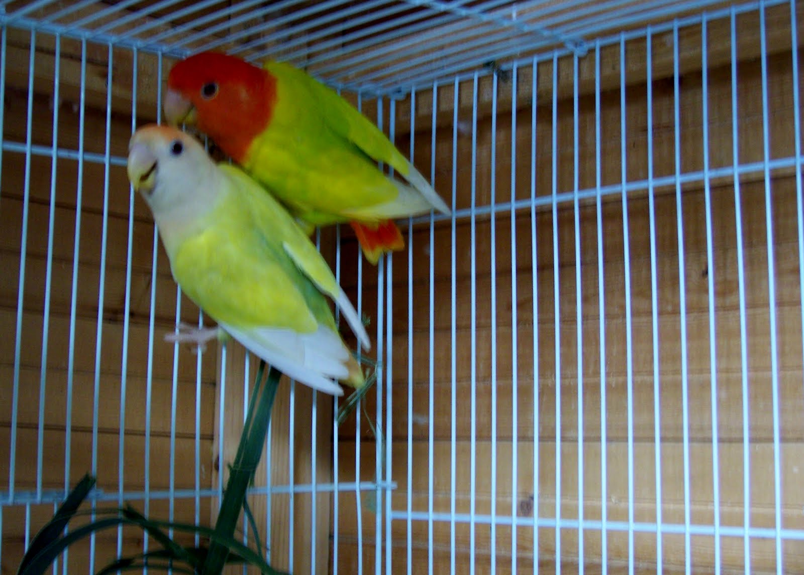 Paraiso dos Agapornis: Agapornis Roseicollis