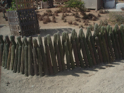Deformutilation: The Cactus Fence