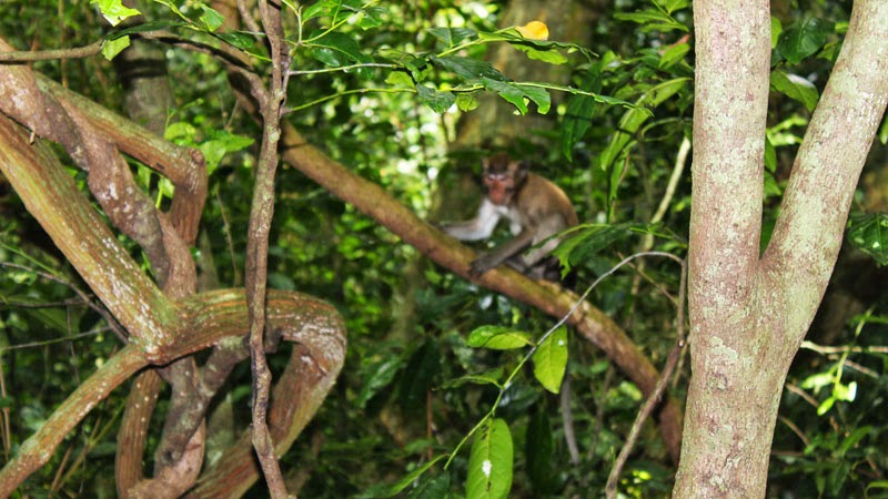 Hutan Kera Nepa, sesuai dengan namanya, hutan ini merupakan tempat bagi ...