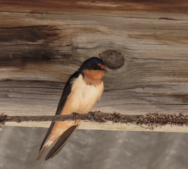 Birding Is Fun!: The beloved Barn Swallow