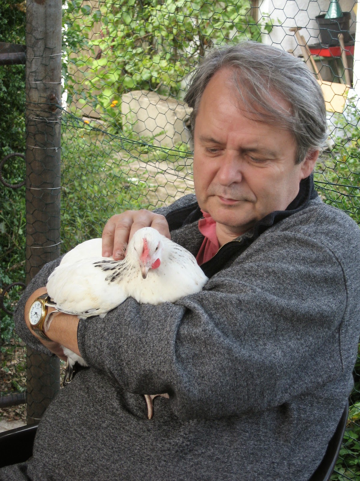 Altes und Neues von Bernd Nowack, Dessau: Erinnerung an meine lieben Hühner