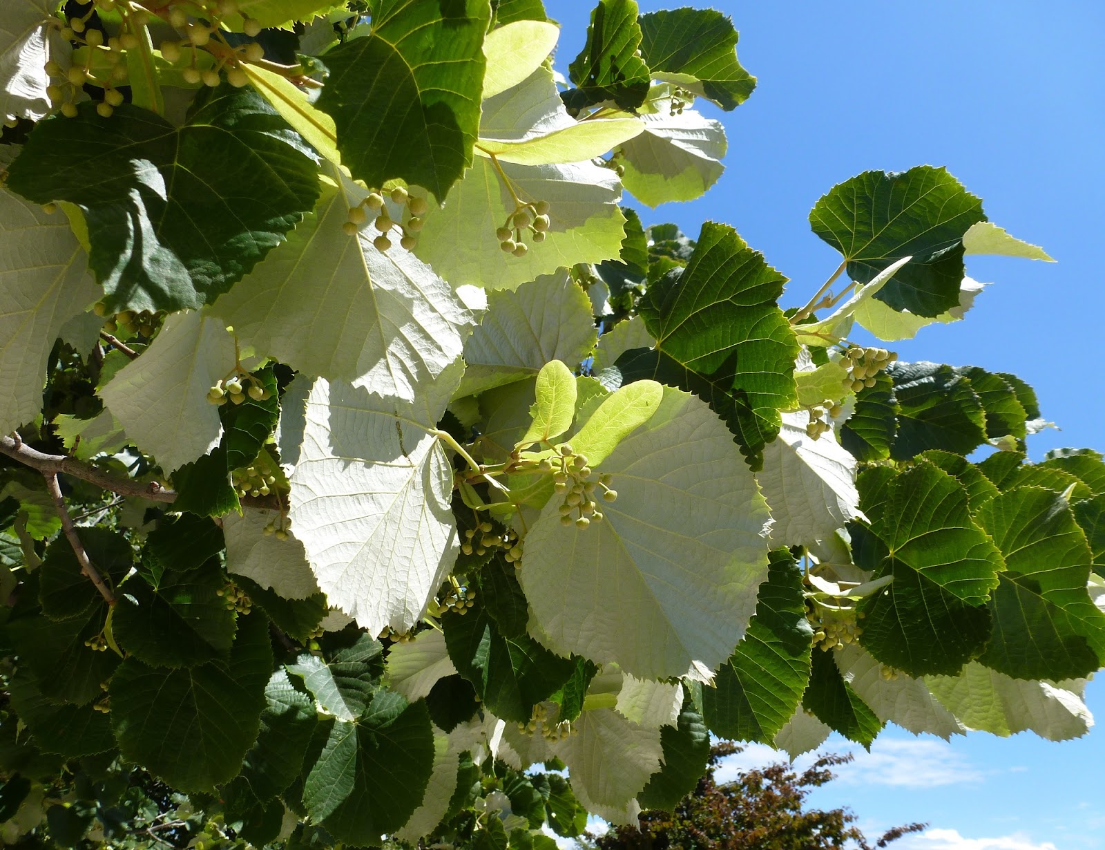 Árboles con alma: Tilo plateado. Til.ler argentat. (Tilia tomentosa)