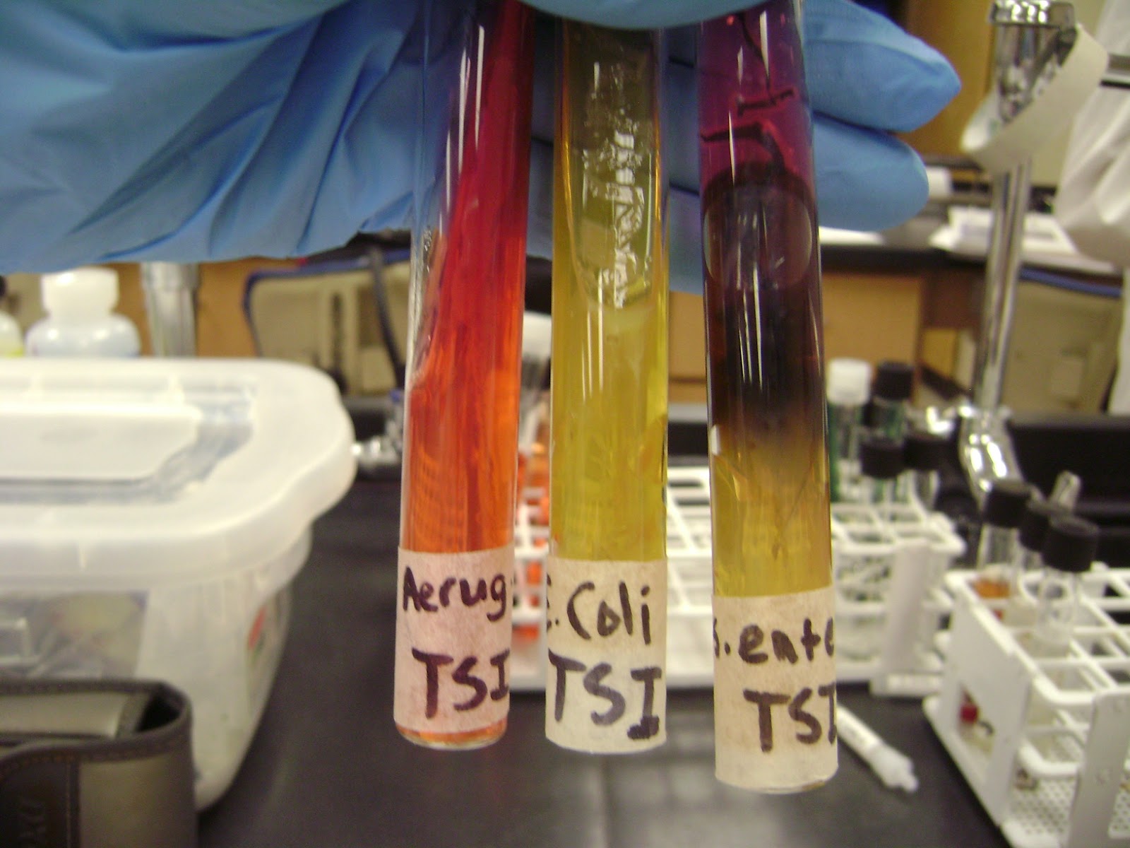 Bio E.journal: Triple Sugar Iron test T.S.I.