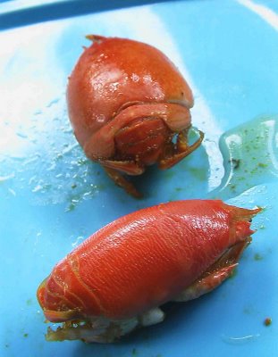 PENYON, BIOTA LAUT YANG LEZAT ~ Bali Dogen