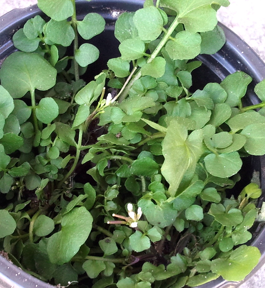 Weeds 101 | A Nutritious, FREE Treat for your Backyard Chickens - Fresh ...