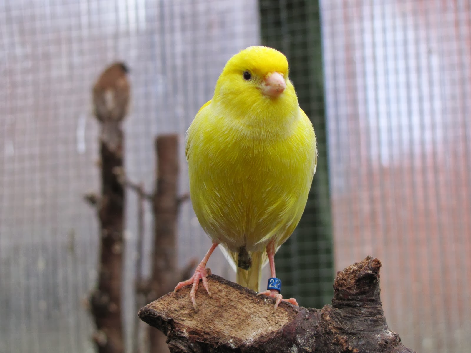 Adventures in Bird-Keeping: January 2014