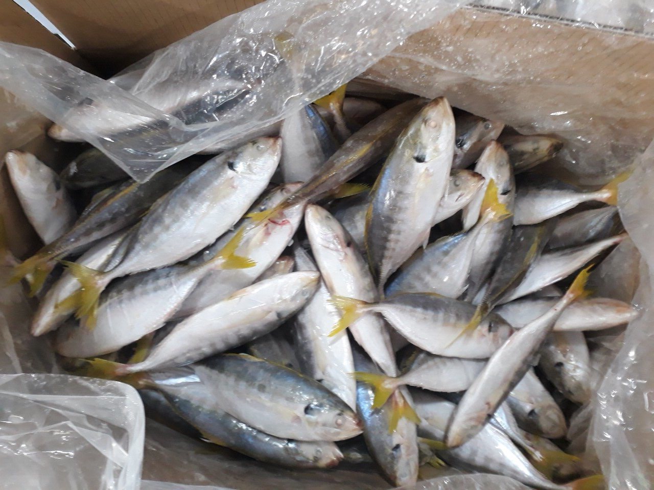FROZEN YELLOWTAIL SCAD - VIETSEAFOOD CO.,LTD