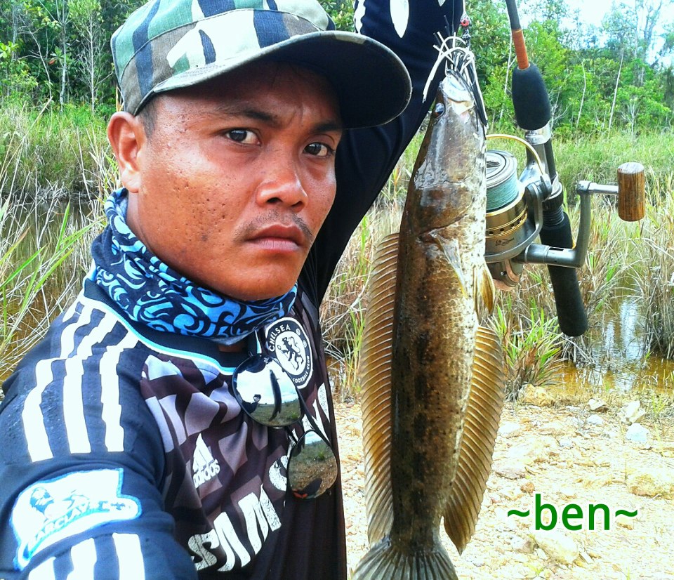 Channidae family of snakehead fish: IKAN BUJUK DAN IKAN HARUAN ( SNAKEHEAD)