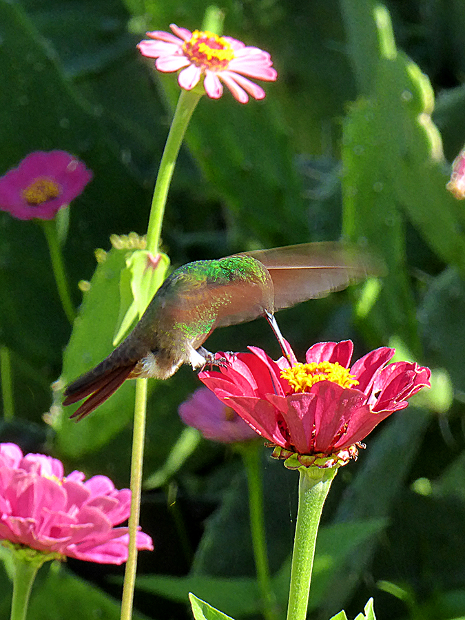 Oaxaca-The Year After: More colibri