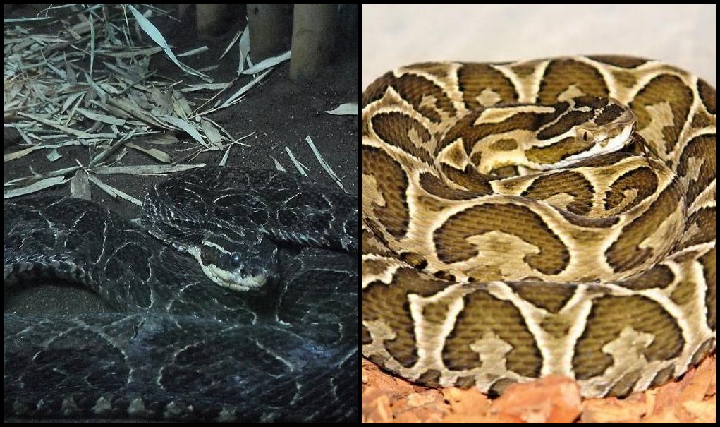 ReptLandia: Urutu Cruzeiro