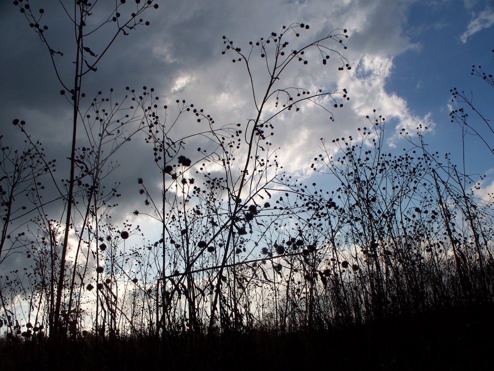 A Taste For The Woods: Binky Lee