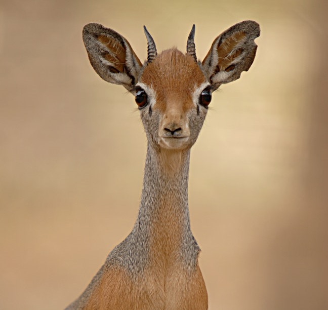 Fabels achter de Regenboog: De Fennek