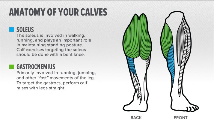 VASTRAL PHYSIOTHERAPY CLINIC Calf Muscle Detail And Exercise vastral-physiotherapy-clinic-calf-muscle-detail-and-exercise