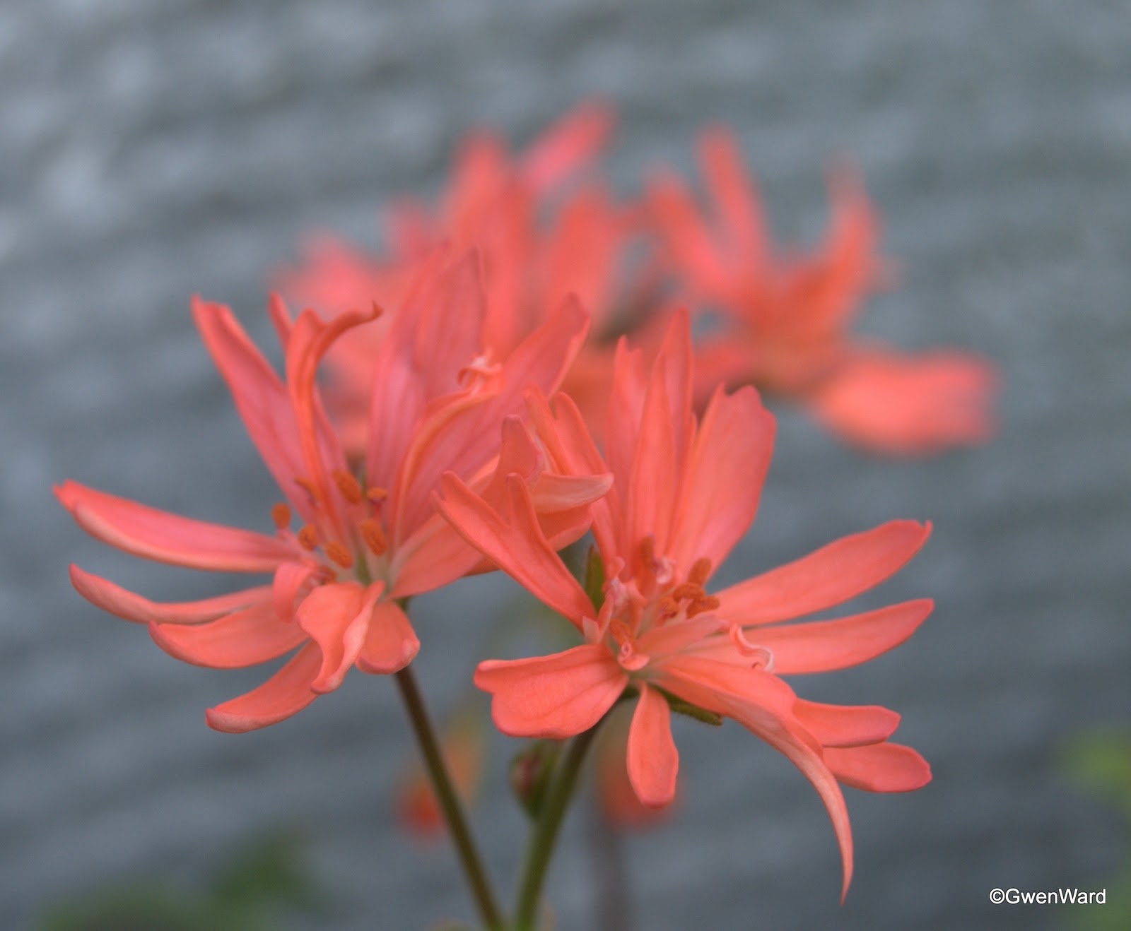 PERFECT PELARGONIUMS: Grandad Mac - everyone seems to have one.