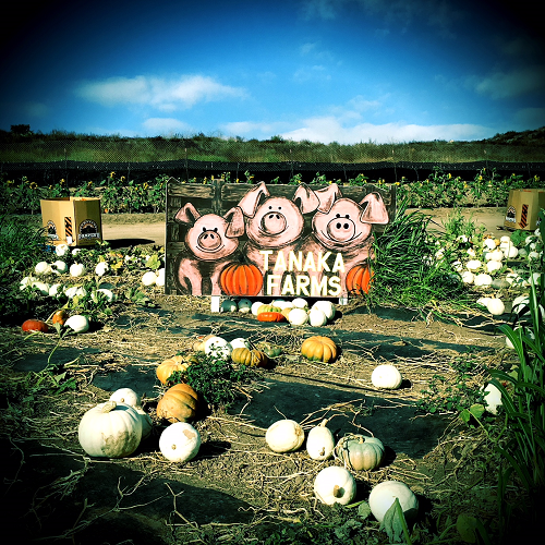 The Spooky Vegan: Sanrio Pumpkin Patch at Tanaka Farms